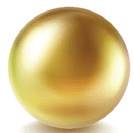 Gold-lipped Pinctada maxima oysters produce golden South Sea pearls ...